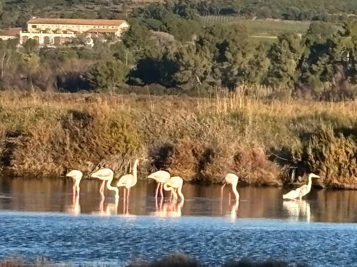 Charmant T1 Rénové Avec Accès Privé à La Mer - Porquerolles