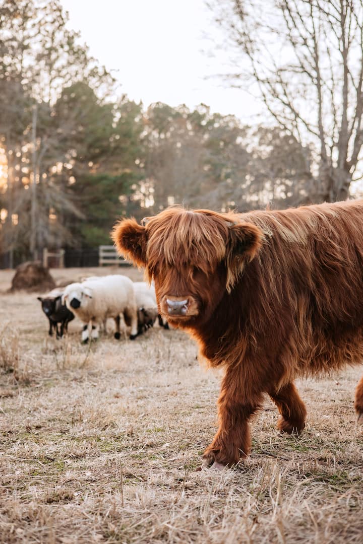 Cozy Cow Cabin | Farm Stay With Highland Cows! - Thomson, GA