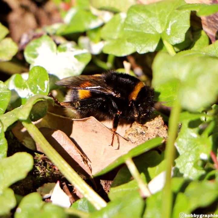 Feldberger Seenlandschaft - Ferienwohnung "Wald" - Feldberger Seenlandschaft