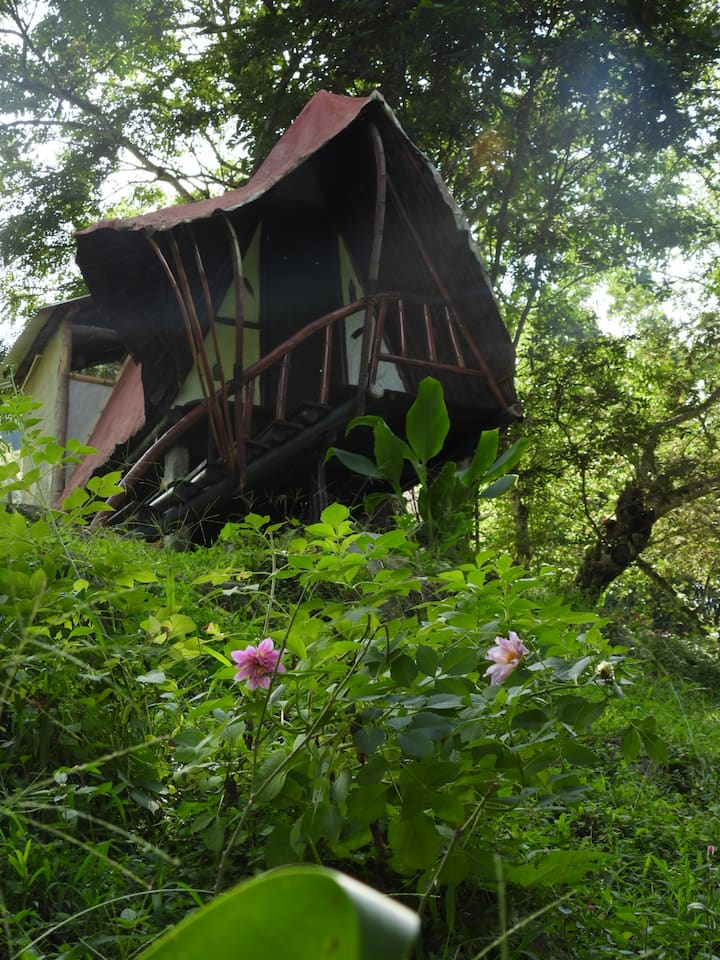 El Nido Bambuquero - La Plata, Colombia
