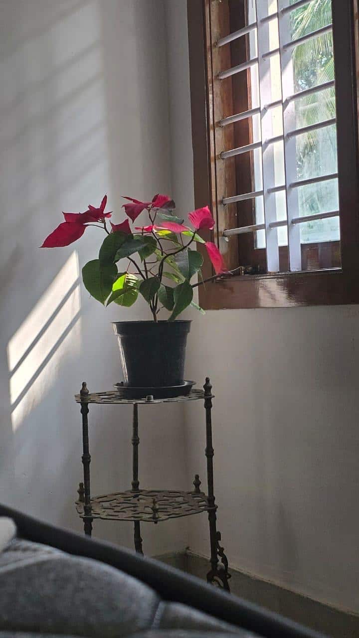 Nature Home 
@ Glens - Mysuru