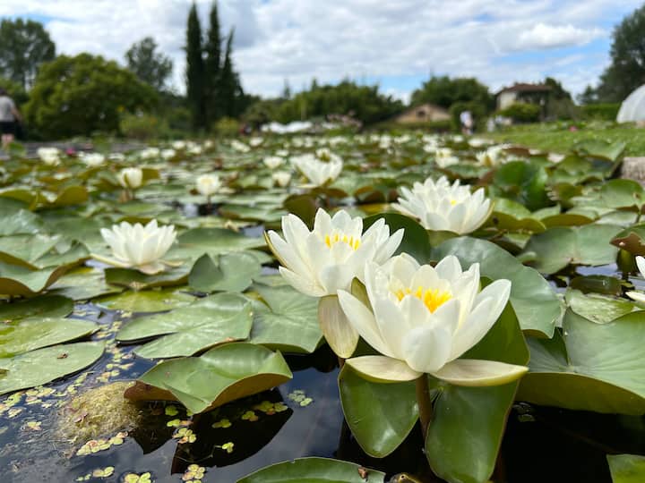 La Villa D'edgard, Au Jardin Des Nénuphars - Latour-Marliac