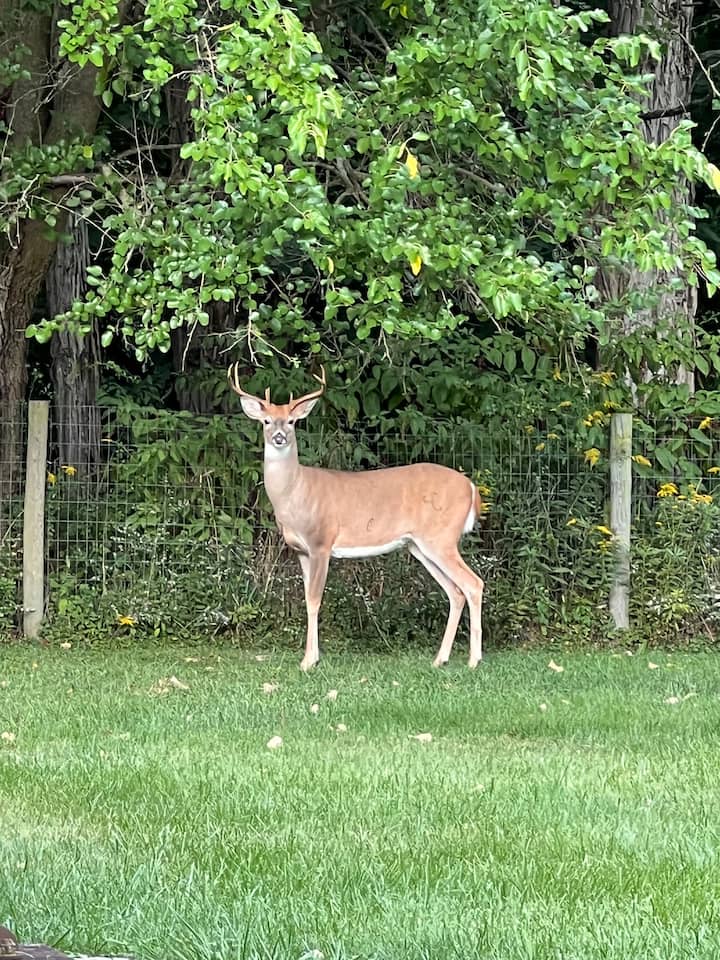 Wandering Whitetail Estate - Indiana Dunes/valpo U - Valparaiso, IN