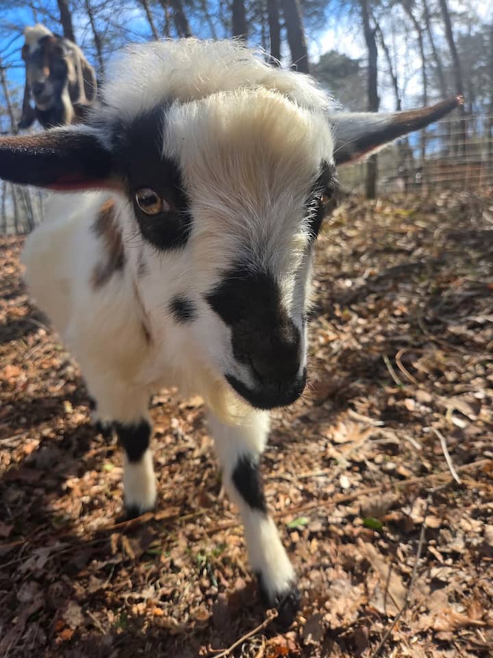 Cozy Farm Stay W Animals + Creek •Lookout Mountain - Alabama