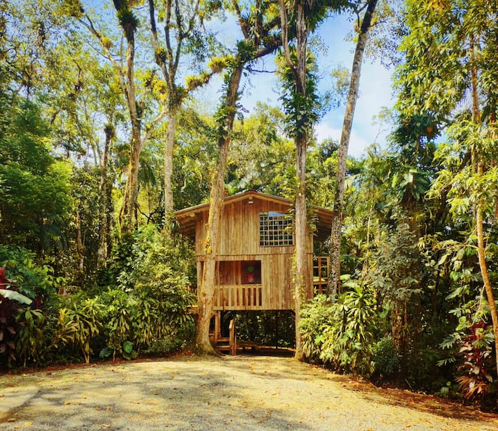 Casa Da ÁRvore Com Mezanino E Banheira Vitoriana - Joinville