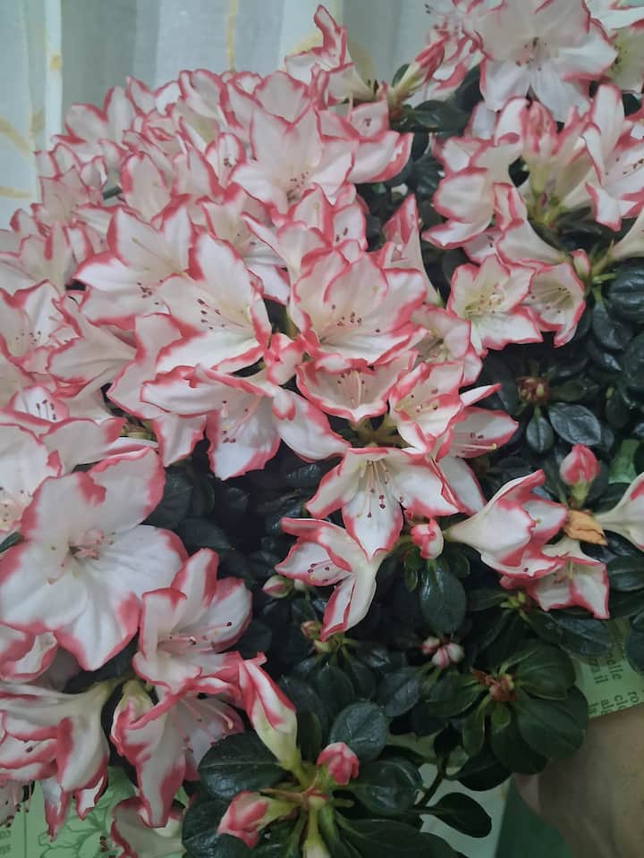 Violetta Apartment - Болонья