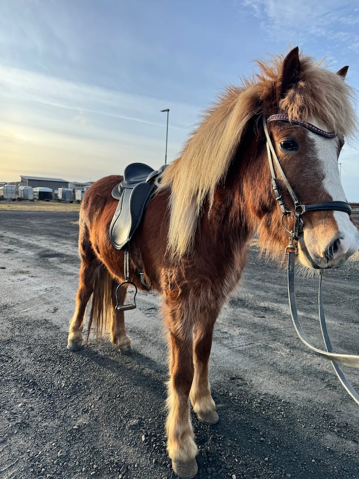 Cosy Room And Available Horse Riding - Reykjavík Keflavík Airport (KEF)