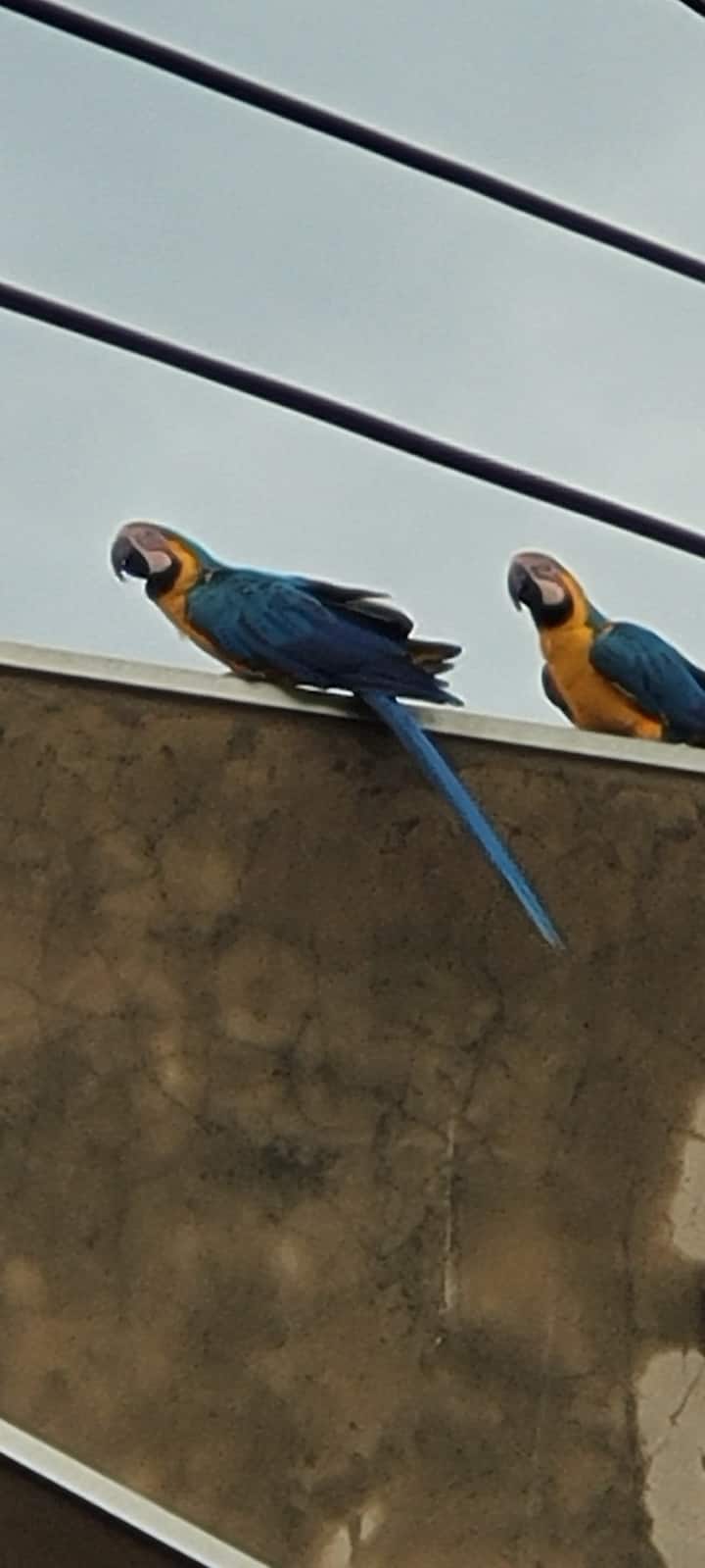 Kitnet Arara 1. - Campo Grande