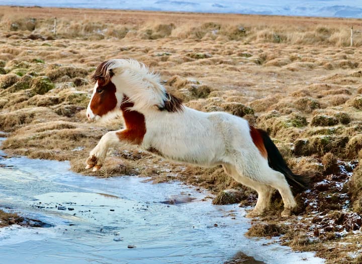 Summer House Offers Breathtaking Views And Horses - Selfoss