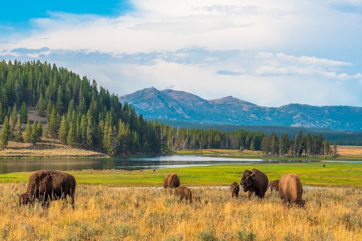 Cozy Retreat @ Timbers - 22 Miles To Yellowstone - Island Park, ID