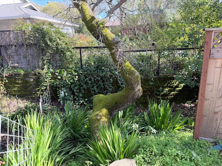 Scenic Home In Novato - Novato, CA