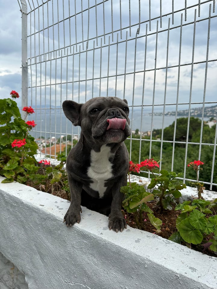 Manzaralı Havuz Katı Stüdyo Daire - Adalar