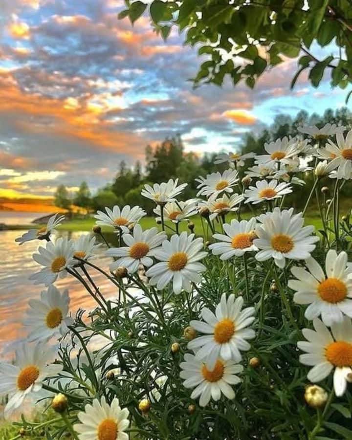 Giusy Home- X 7 Vintage Memories - Iseo