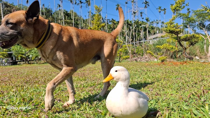 柚子園 - 嘉義縣