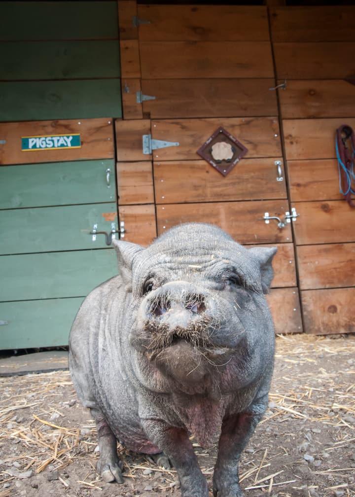 Pigstay In Trent Hills - Campbellford