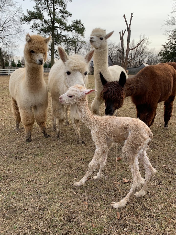 The Heirloom Barn - – Sleep Inside Living History - Bel Air, MD