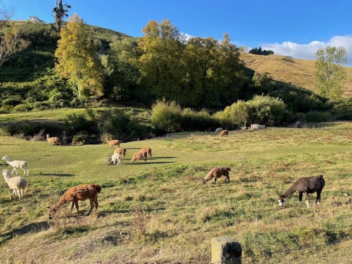 Llama Lookout - 里奇蒙