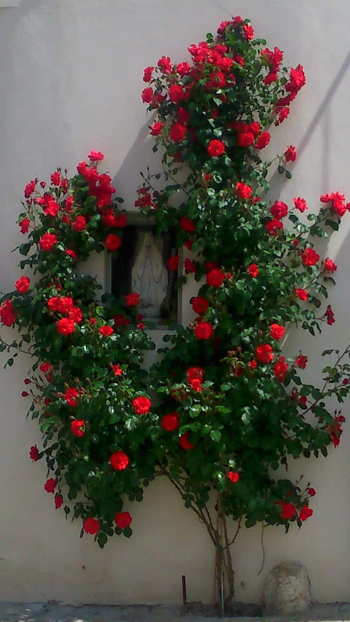 Appartamento Indipendente Nel Centro Di Verduno - Bra