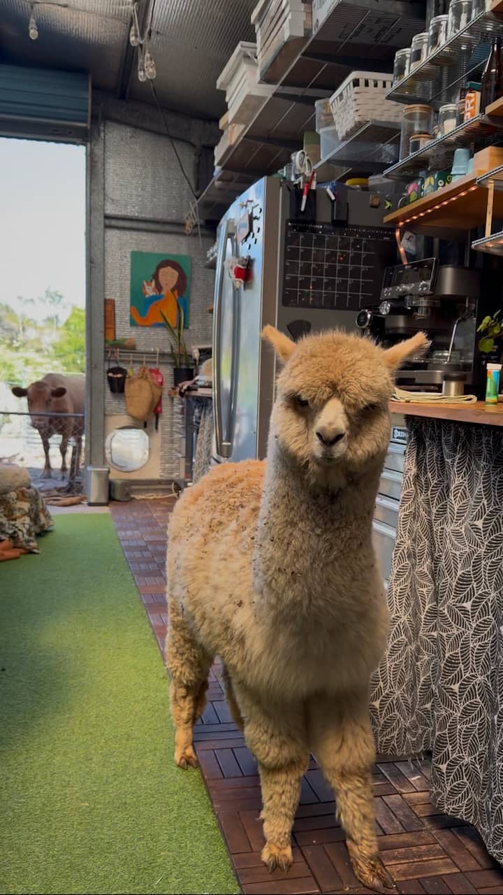 Blue Barn Nornalup Off-grid Animal Sanctuary - Walpole