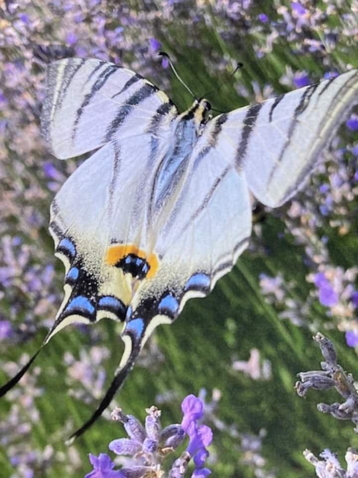 La Casa Delle Farfalle - Sestola