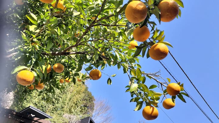 ペットOk！箱根と熱海の間、山と川、海を楽しめる湯河原温泉にある静かな「古民家みかんハウス」 - 湯河原町