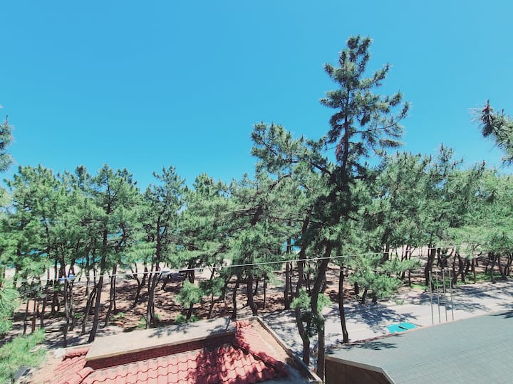 바다와 솔숲 202 - Gangneung-si