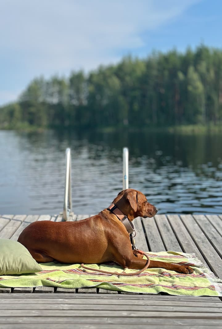 Mökki Järven Rannalla / Repoveden Kansallispuisto - Kouvola