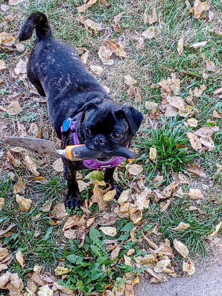 The Pug Oasis - Independence, MO