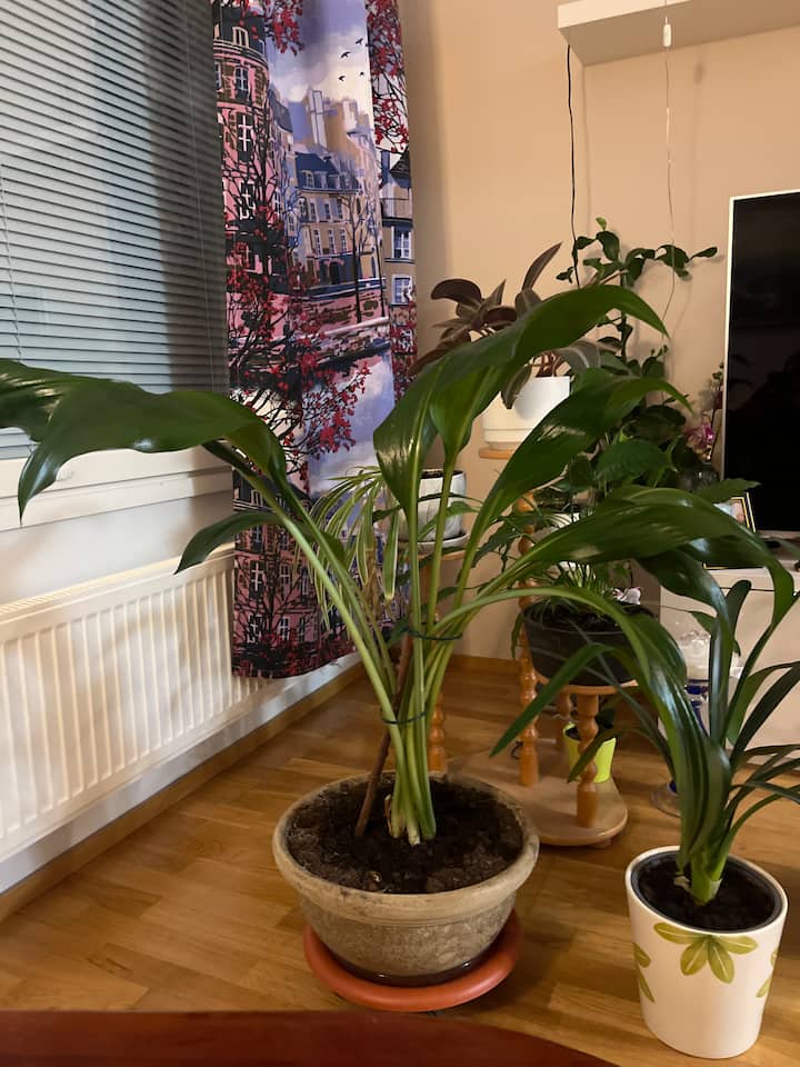 Yksiö Saunalla Ja Terassilla. - Kuopio