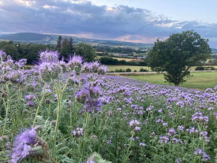Porth Farm Pick Your Own - Event Field For Hire - Kerry