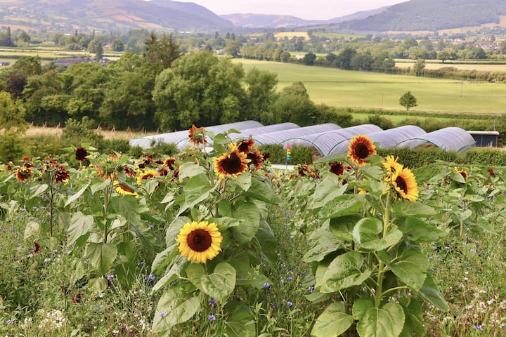 Porth Farm Pick Your Own - Event Field For Hire - Llanidloes