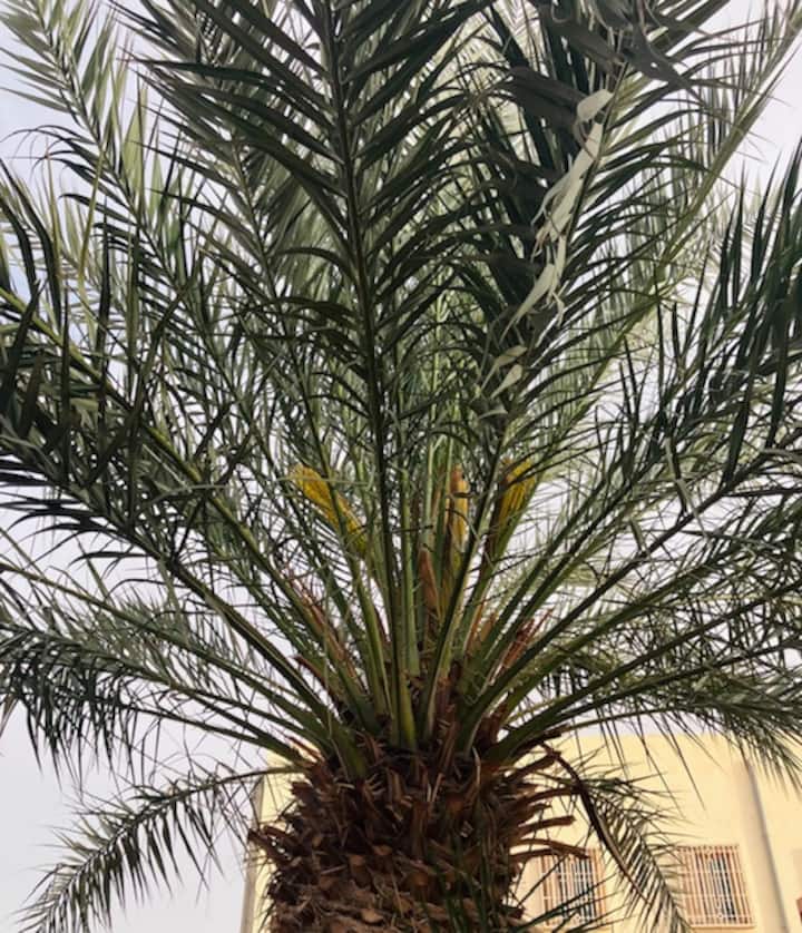 Perfect Location, Satisfaction Guaranteed - Tozeur