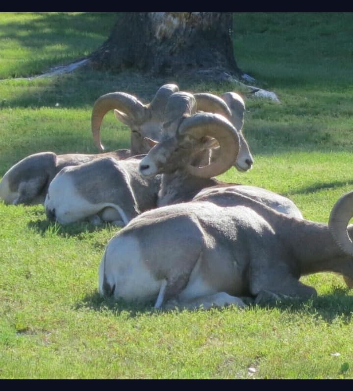 Beautiful Radium Mountain Escape 2br Condo +Den - Radium Hot Springs