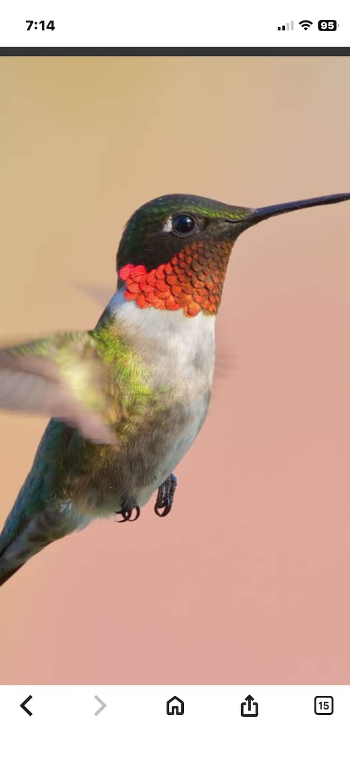 Hummingbird Retreat - Parksville