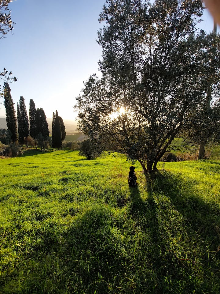 Toskana Für Tierfreunde 
Und ÄStheten - Volterra