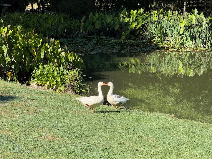 Crabtree Farm, Lillypond Guest-wing Of House - Clevedon