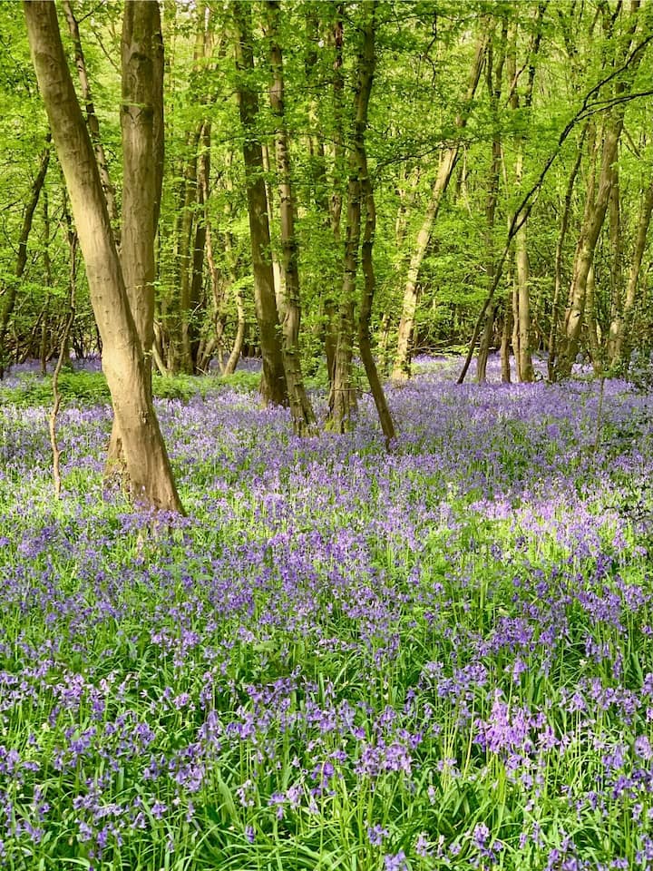 Peaceful Village Stay Heartwood Forest, St Albans - St Albans