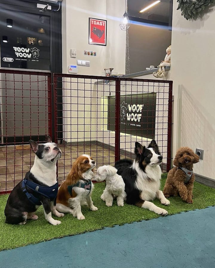 Отель и садик для собак - Warsaw