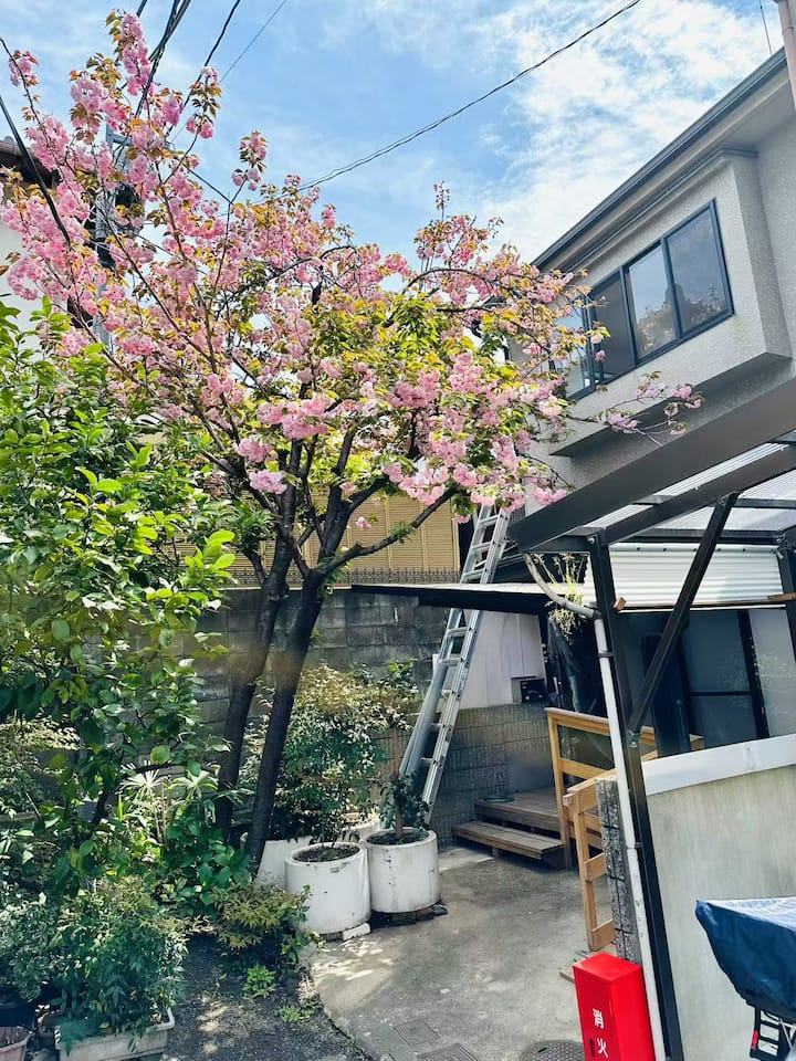 【桜見|Sakura View Guesthouse】東寺|3卧1浴1卫|可寄存行李 - Kyoto