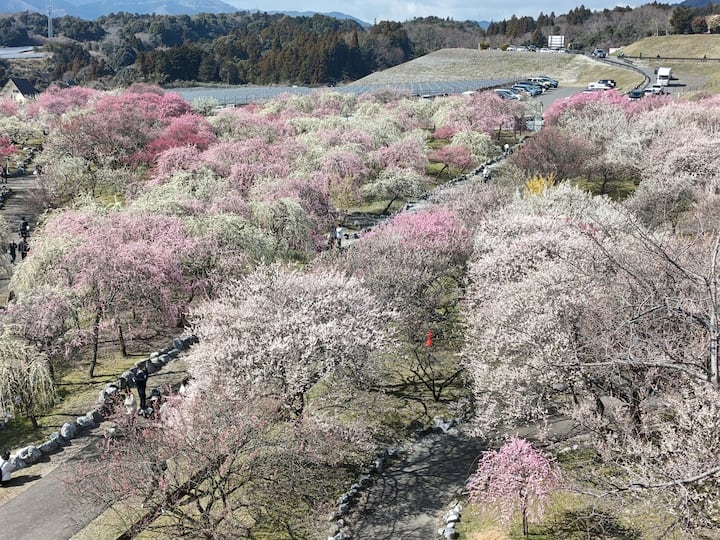 The Golden Frog Villa - Tsu