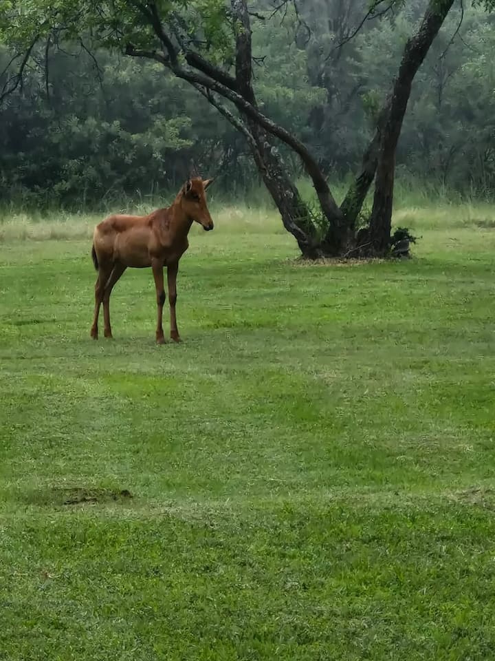 Sable House Cottage - Rustenburg