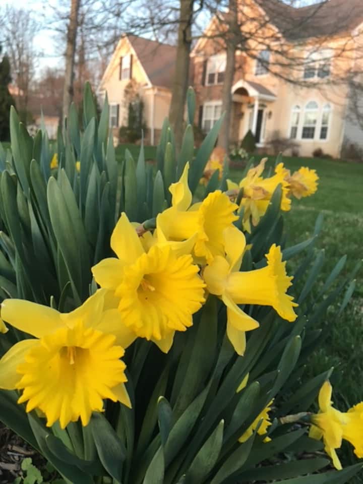 Bedminster - Spacious Bedroom, Private Bath - Doylestown, PA