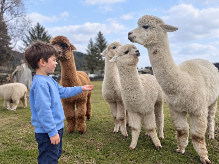 Triple Studio Apartment With Alpacas At Hideaway - Rotorua