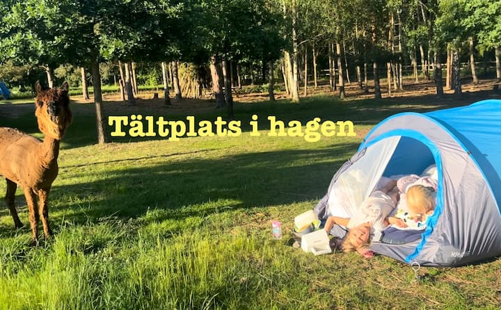Tältplats Inne I Alpackahagen! - Gränna