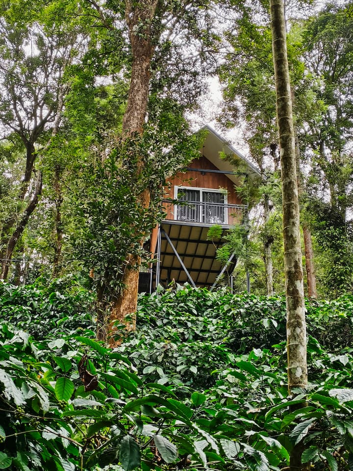 Tree Hut 2 / Infinity Swimming Pool In Meppadi - Kerala