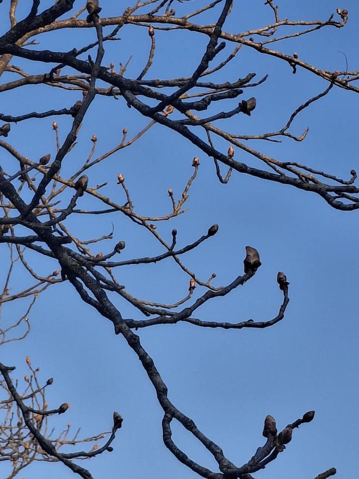 D'oale Kastanje - Overijssel