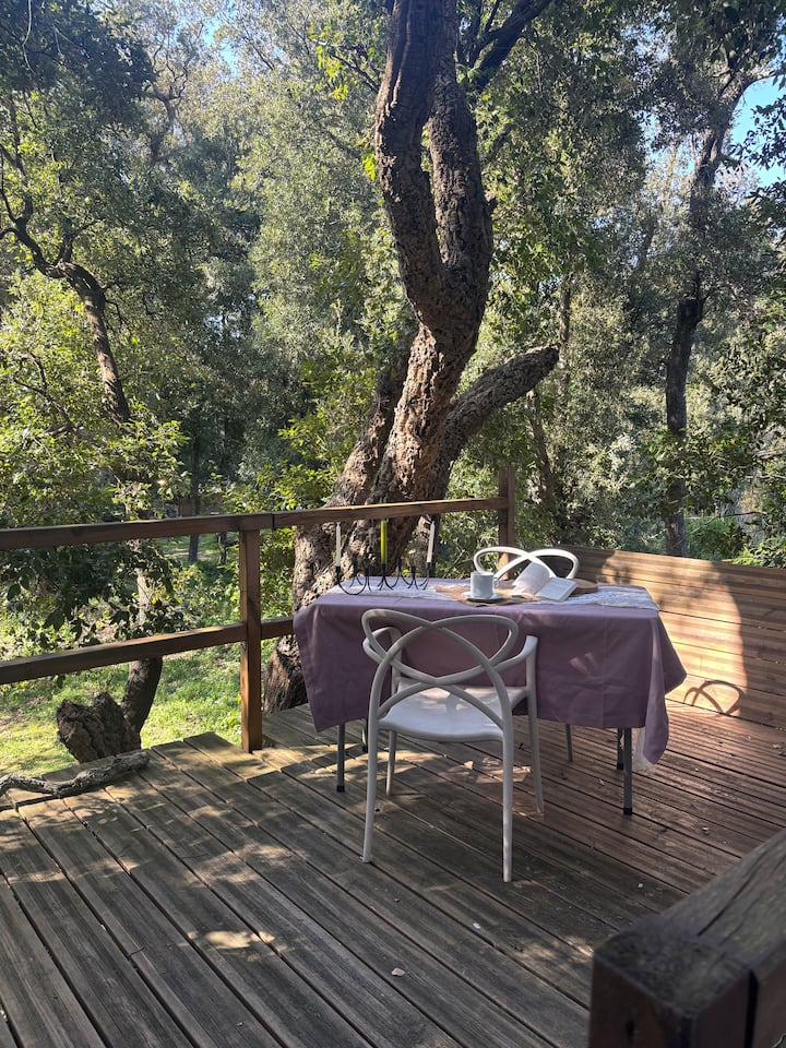 Cabane Dans Les Arbres - Brando