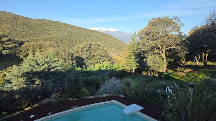 Welcome To Macca Tree, Between Sea And Mountains - Céret