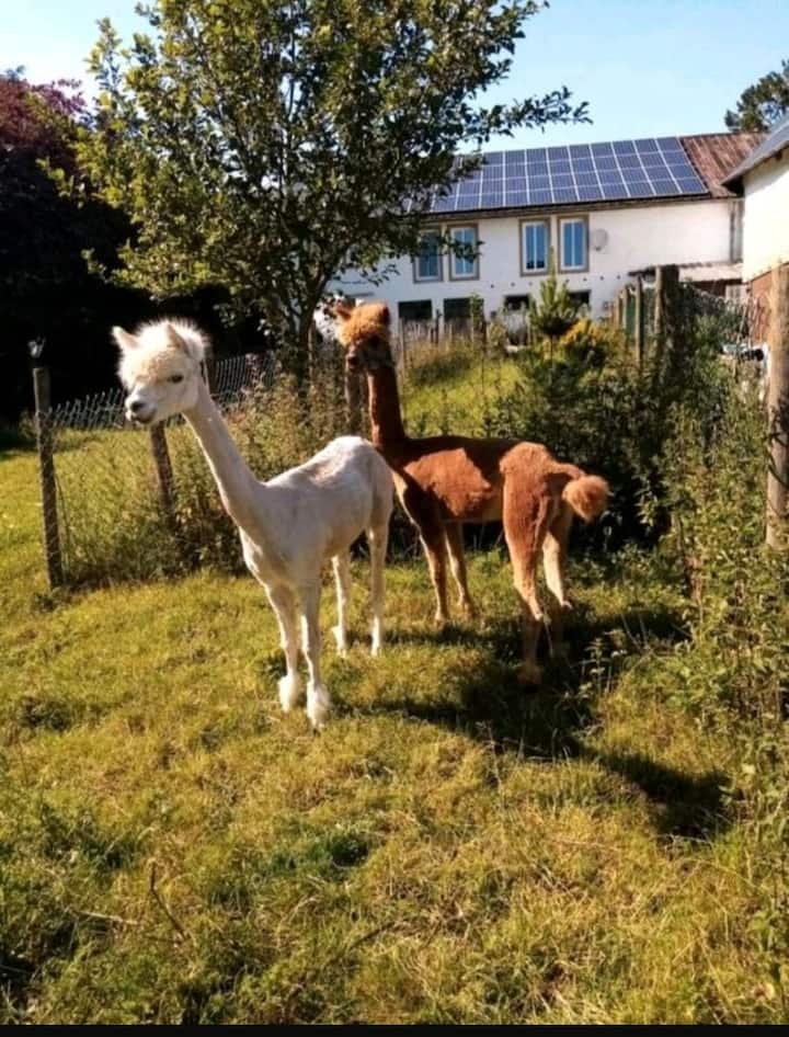 Schneifel Domizil - Saint-Vith