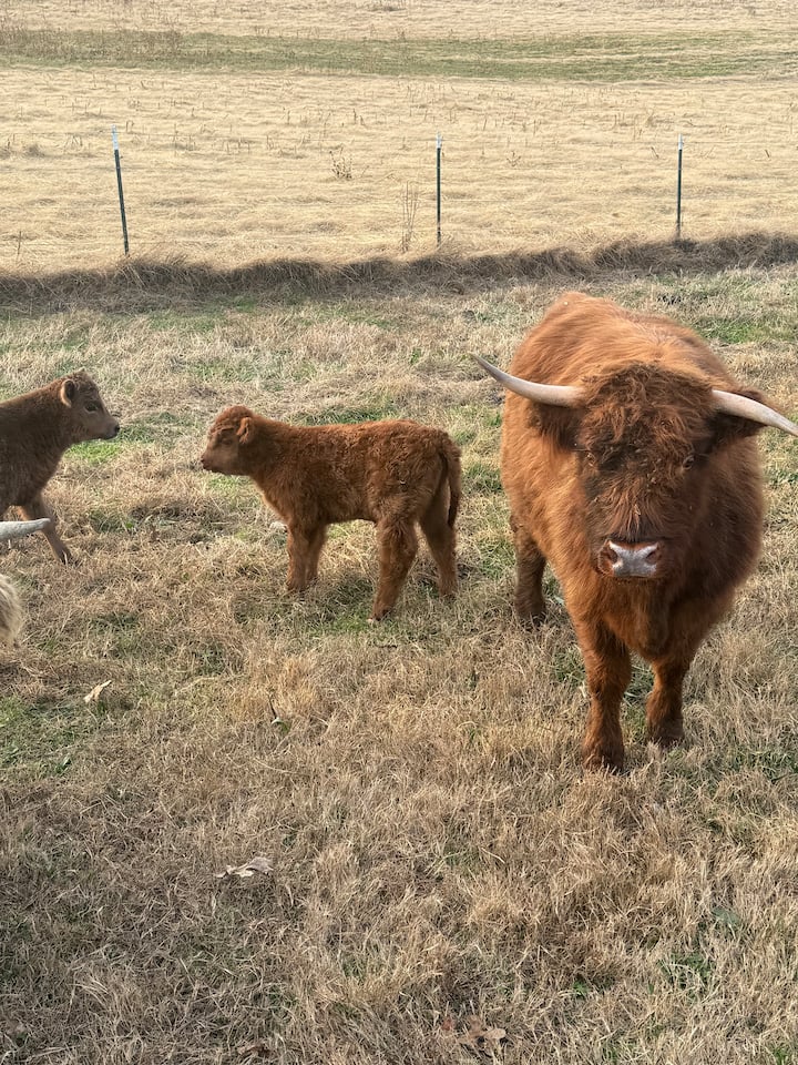 Sunset Cottage - Watts Bar Lake, TN